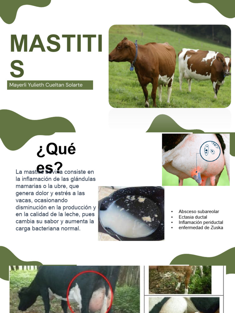 Infecc Mastitis | Descargar gratis PDF | Salud pública | Ciencias de la Salud