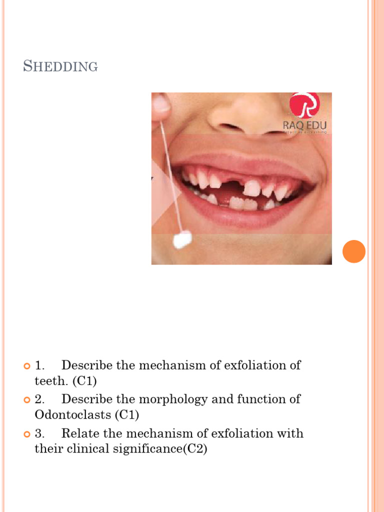 Shedding | PDF | Tooth | Dental Anatomy