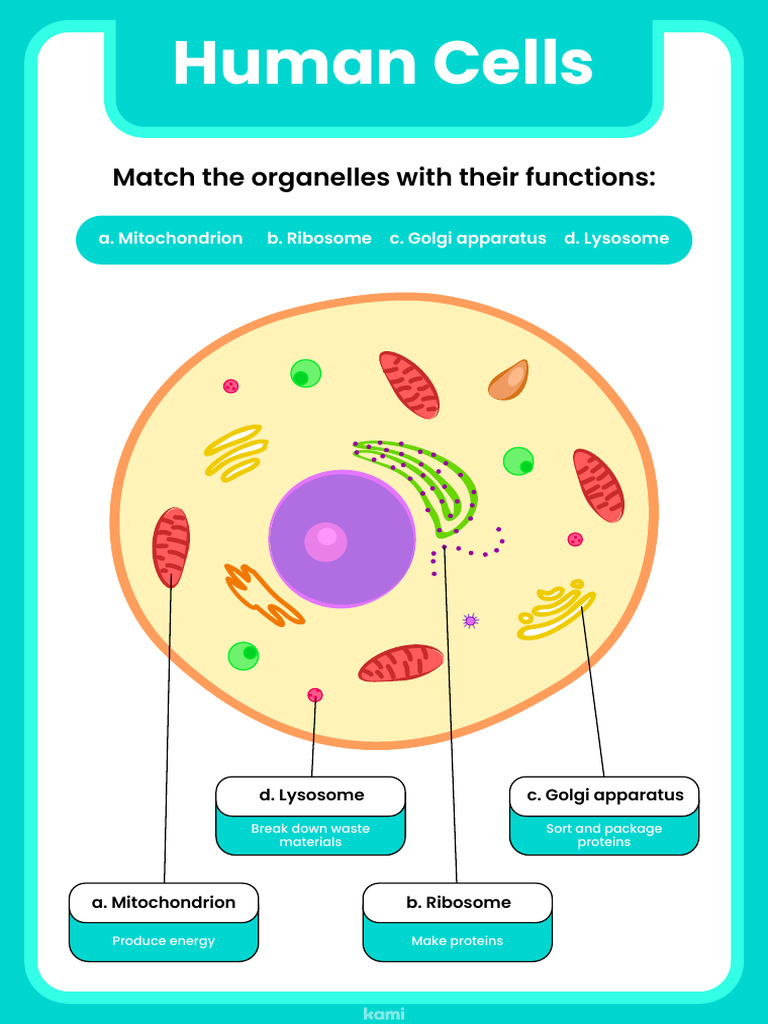 Human Cells Worksheet - Answer Key | PDF | Science & Mathematics