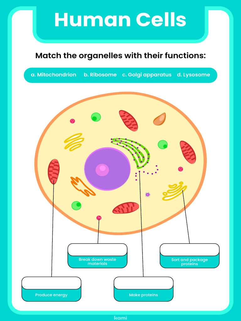 Human Cells Worksheet | PDF