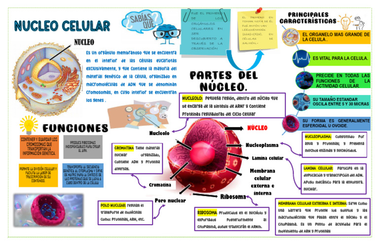 Funciones y partes del núcleo celular | PDF | Nucleo celular | Biología ...