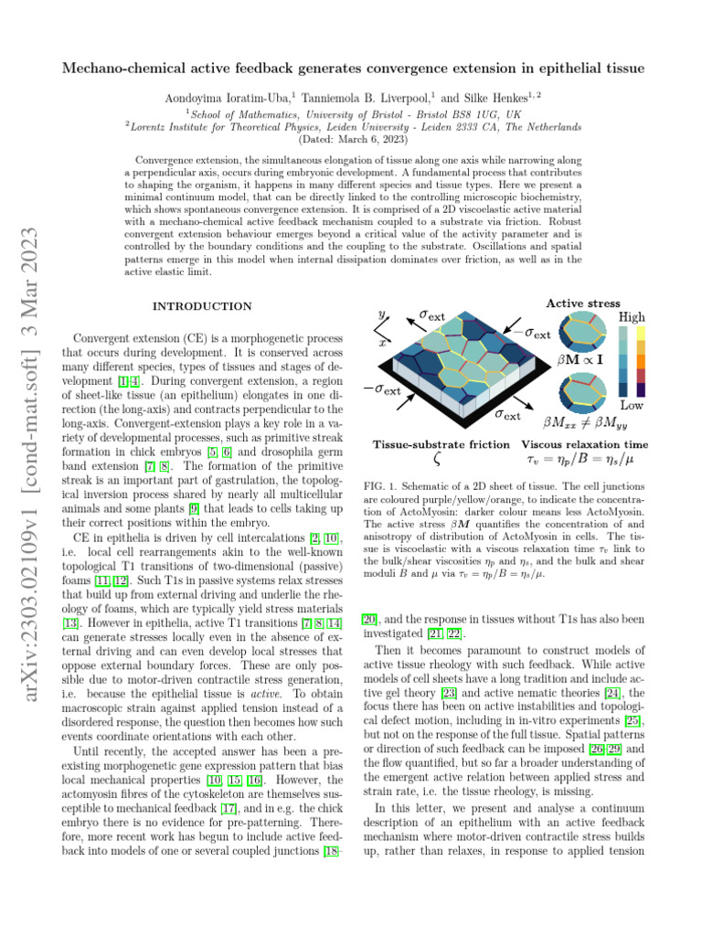 Mechano-Chemical Active Feedback Generates Convergence Extension in ...