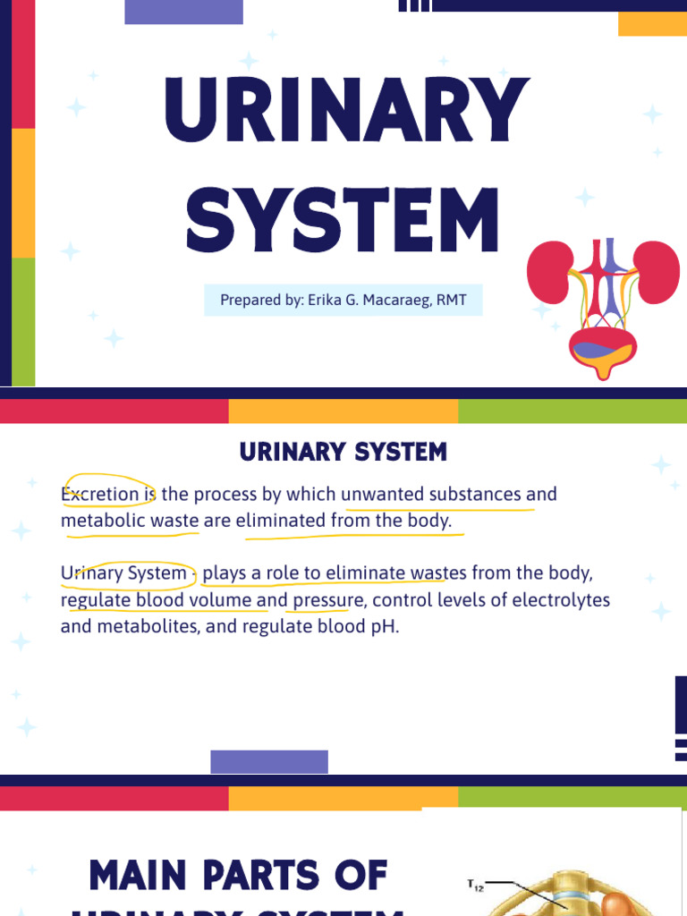 Urinary System | PDF | Kidney | Morphology (Biology)