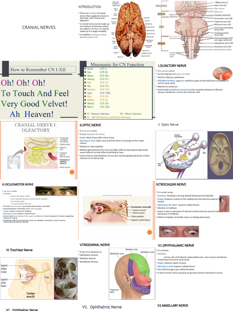 Assessing Cranial Nerve | PDF | Vagus Nerve | Human Anatomy