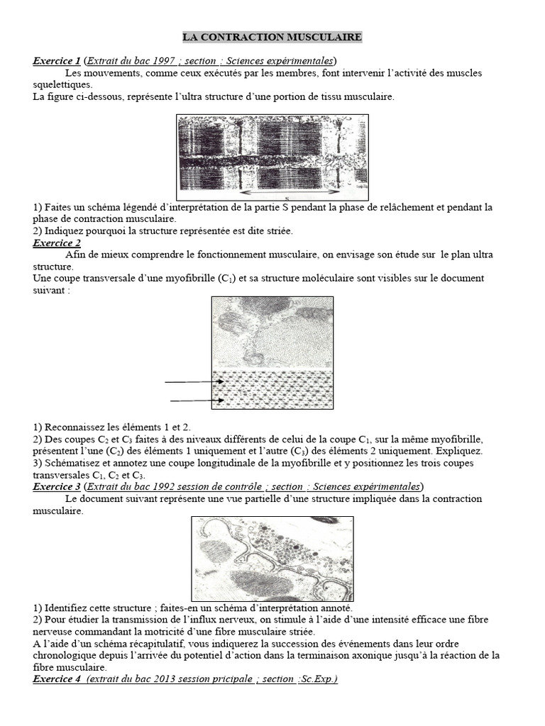 Serie LA CONTRACTION MUSCULAIRE 1 | PDF