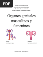 Partes de la Salpinge y Anatomía Asociada | PDF | Ovario | Pelvis