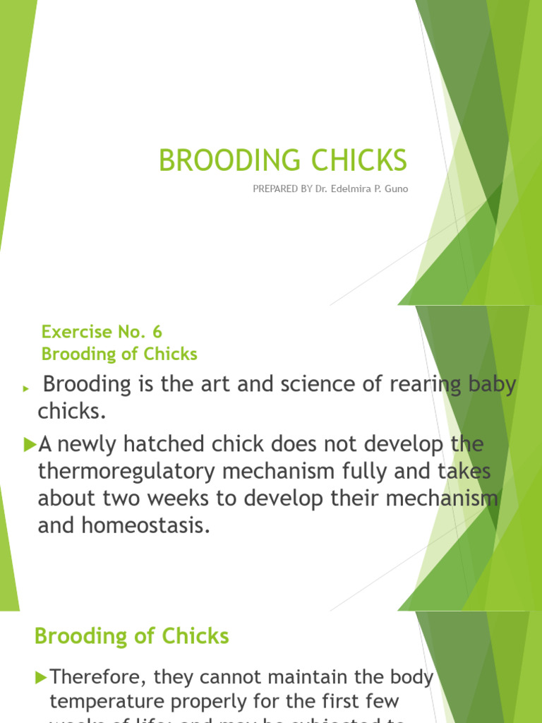BROODING CHICKS | PDF