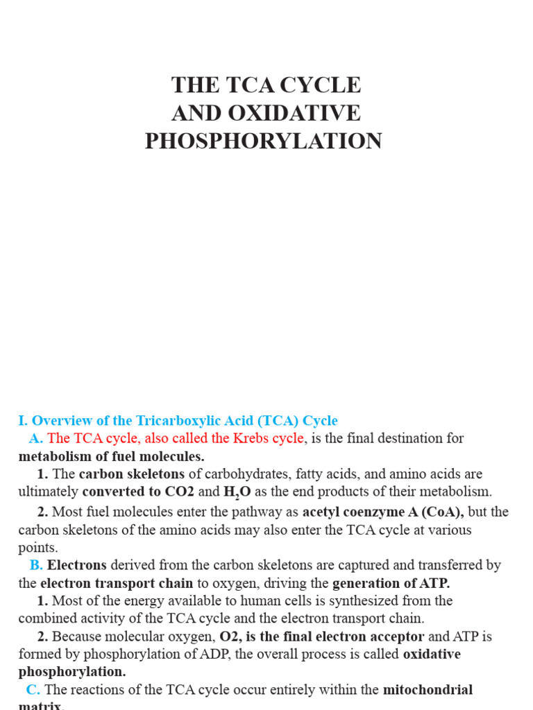 The Tca Cycle | PDF