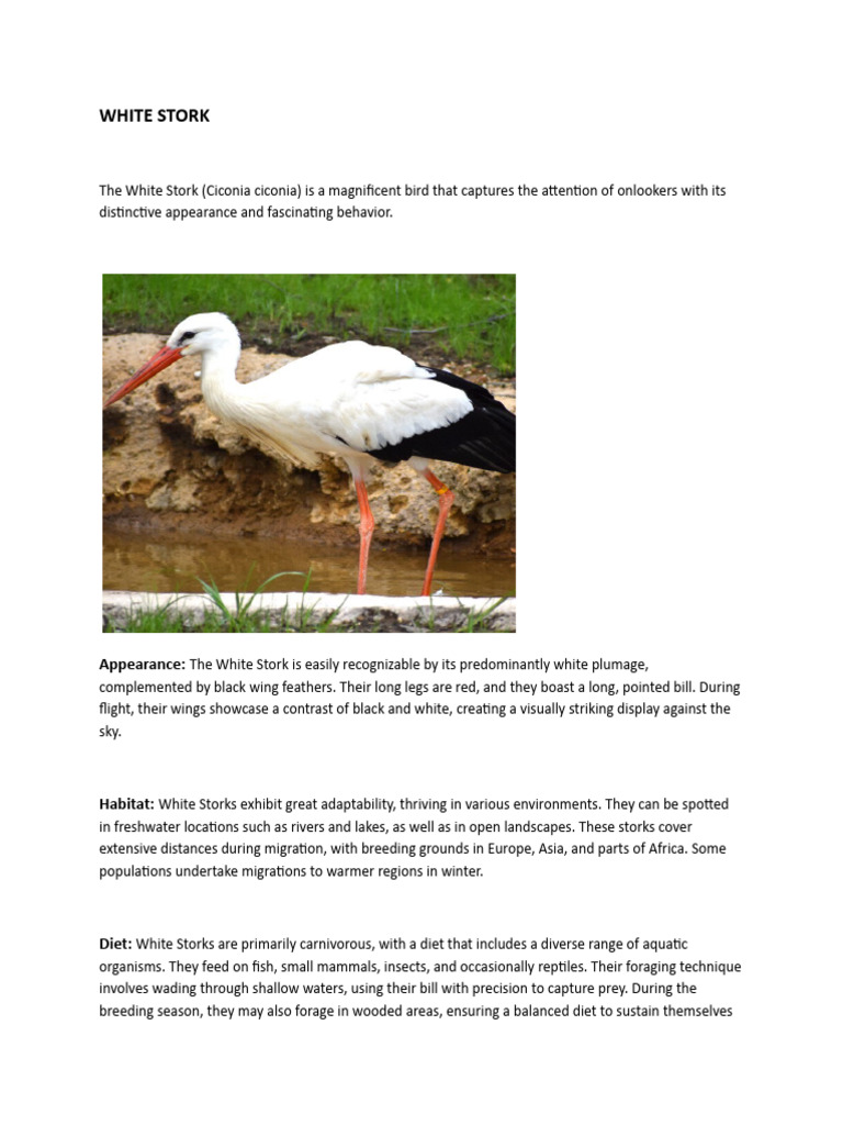 White Stork: Appearance, Habitat, Diet | PDF