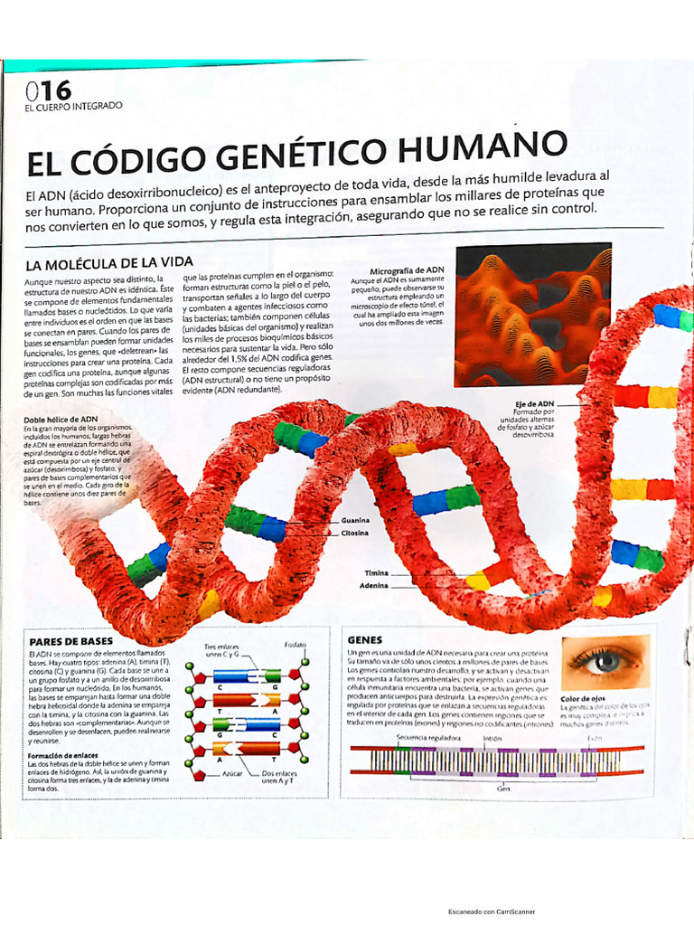 16-El Codigo Genetico Humano | PDF