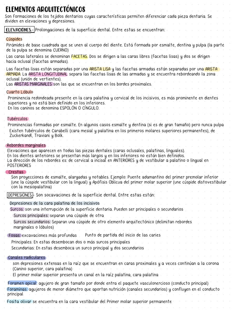 Resumen Elementos Arquitectónicos - Ariana GESTRI Velasco | PDF | Diente | Odontología