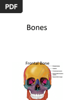 Osteology of The Goat | PDF | Vertebra | Vertebral Column