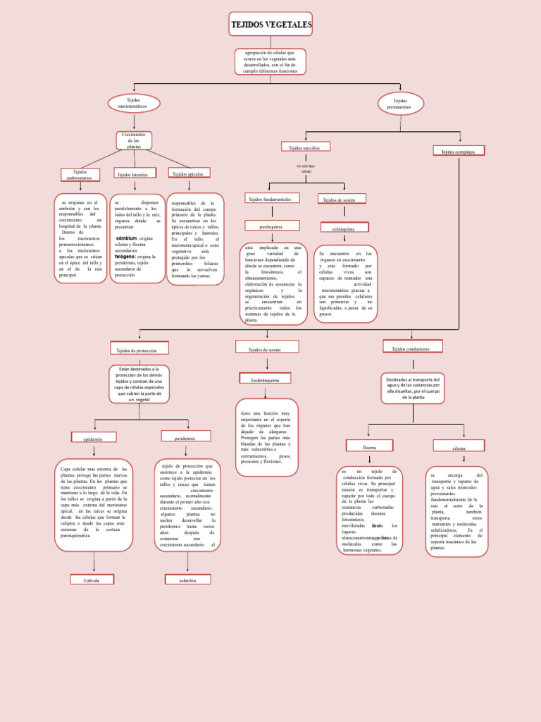 Mapa Conceptual de Tejidos Vegetales | PDF | Tallo de la planta | Raíz