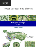 Estomas e Plastídeos: Estrutura e Função | PDF | Fotossíntese | Estoma