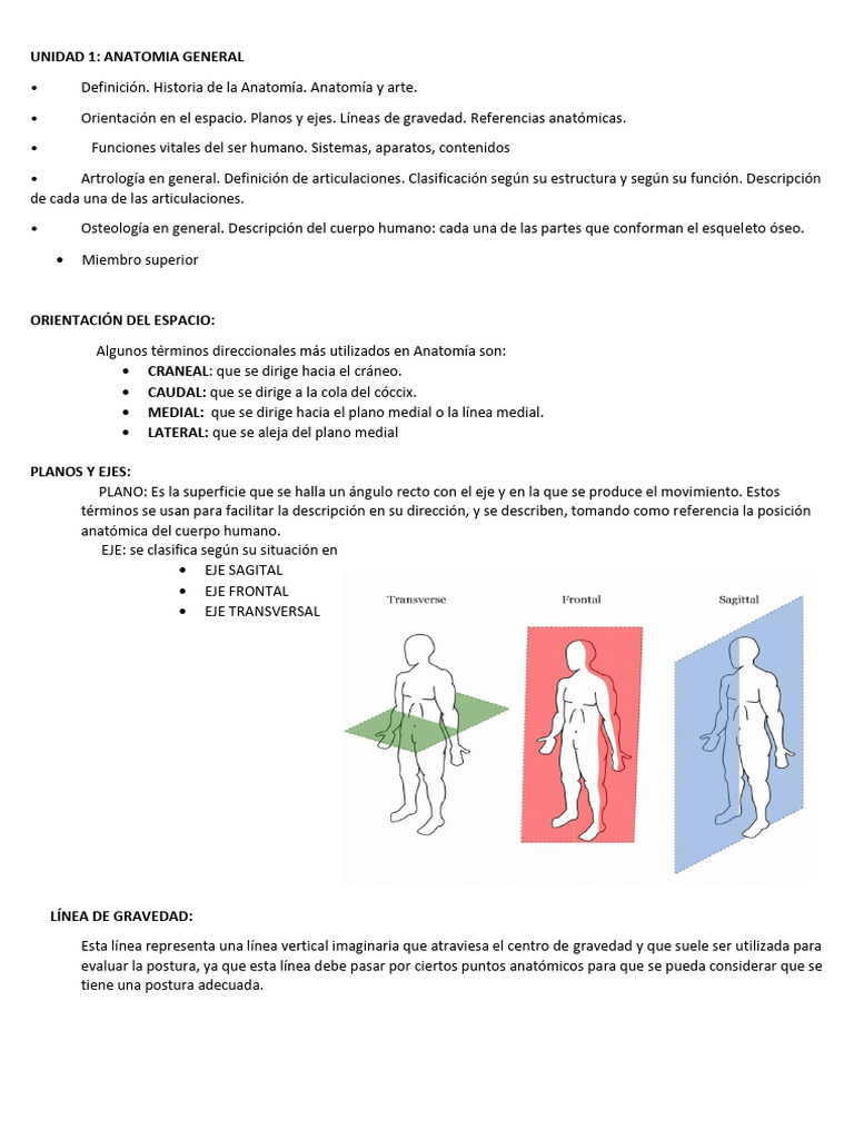 Anatomia General Unidad 1 Pdf Articulación Mano