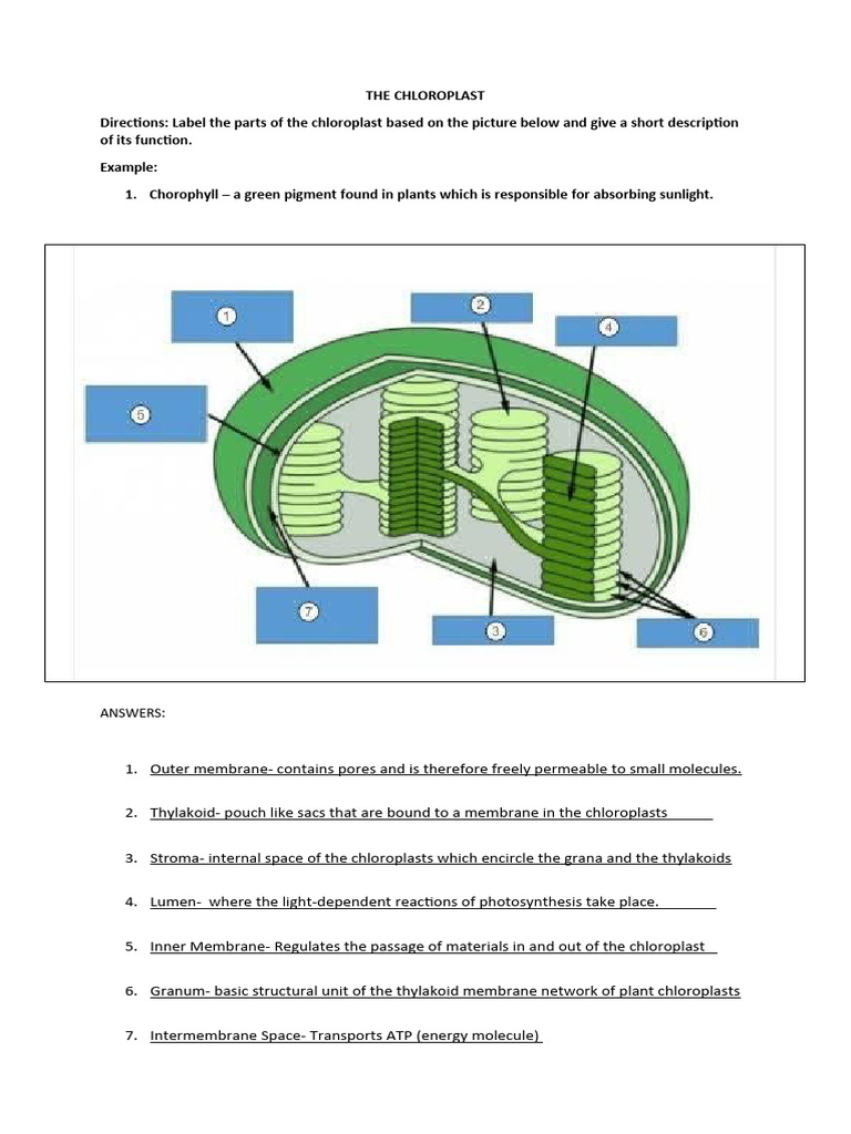 The Chloroplast Reigns Answers | PDF | Science & Mathematics