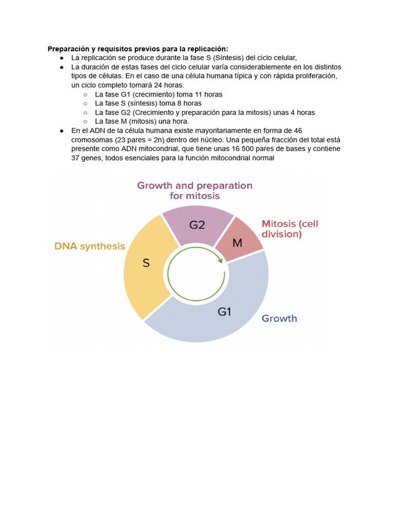 Replicación Celular | PDF | Replicación De Adn | Adn