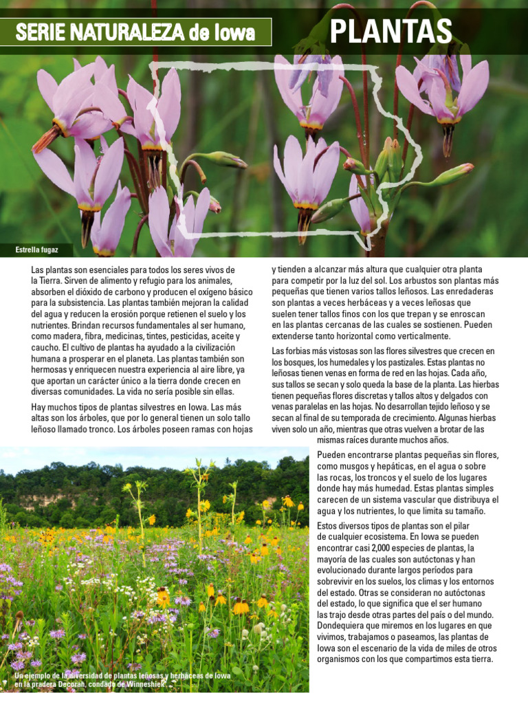 Plants Spanish | PDF | Plantas | Hongo