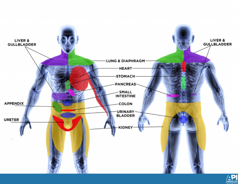 Visceral Pain Referral Patterns | PDF