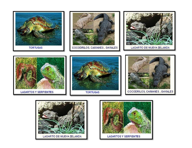 Reptiles | PDF