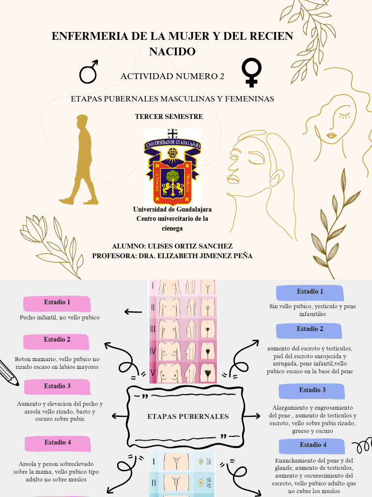ETAPAS PUBERNALES | PDF | Pubertad | Adolescencia