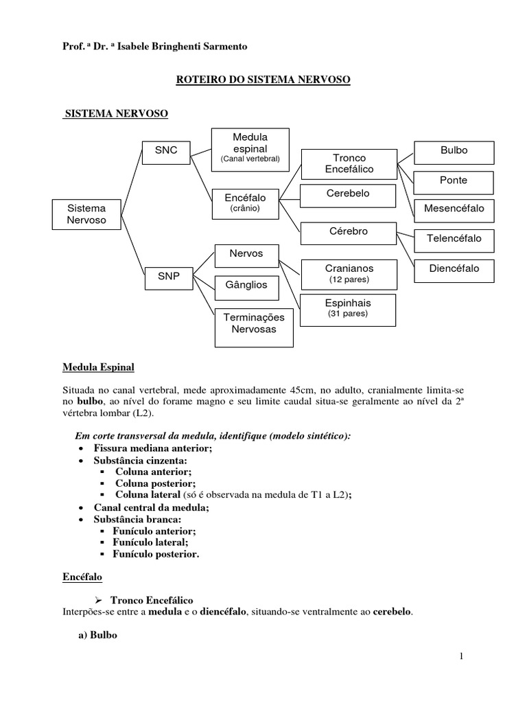 Roteiro-Sistema-Nervoso Resumo | PDF