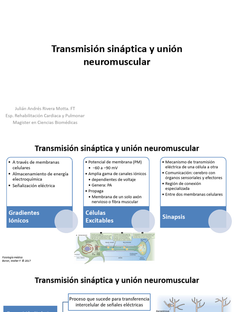 Sinapsis - Placa Motora | PDF | Sinapsis | Unión neuromuscular