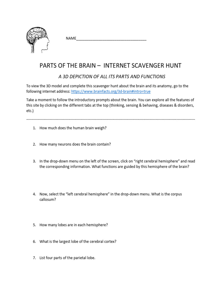 brainSH StudentWorksheet | PDF | Brain | Cerebral Cortex