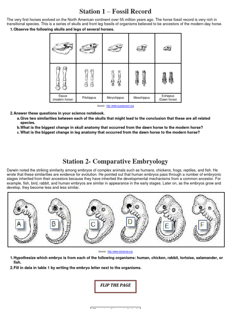 Evidence For The Theory of Evolution - Station Big | PDF | Evolution | Biochemistry