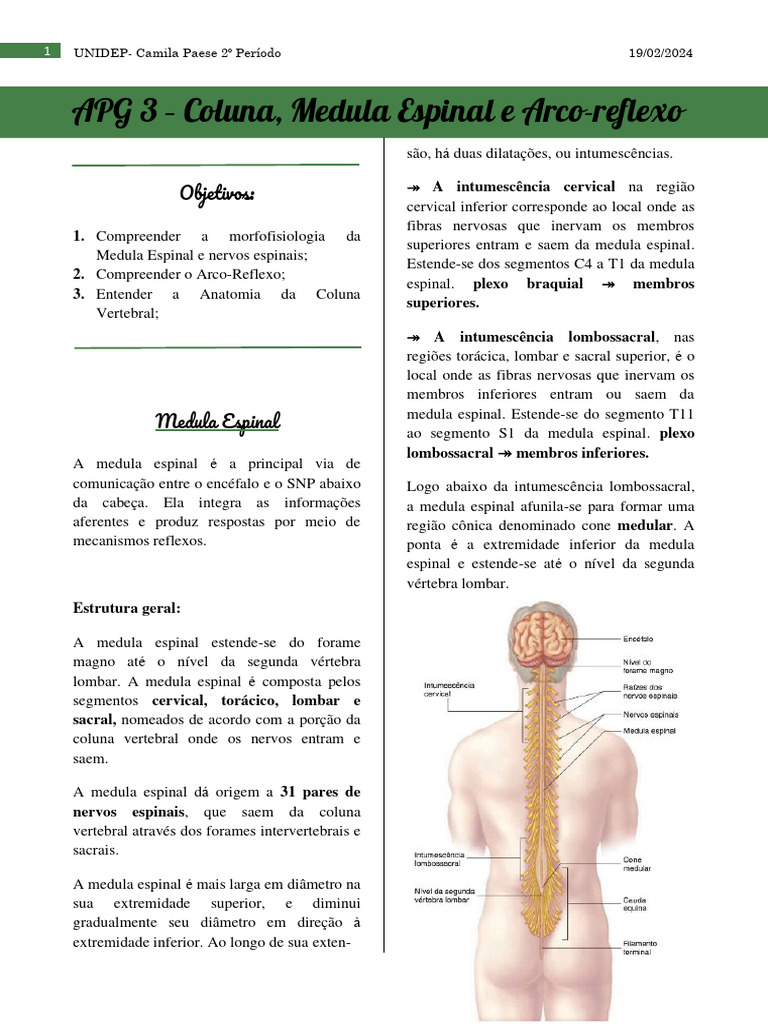 APG 3 - Coluna, Medula Espinal e Arco-Reflexo | PDF | Coluna vertebral ...
