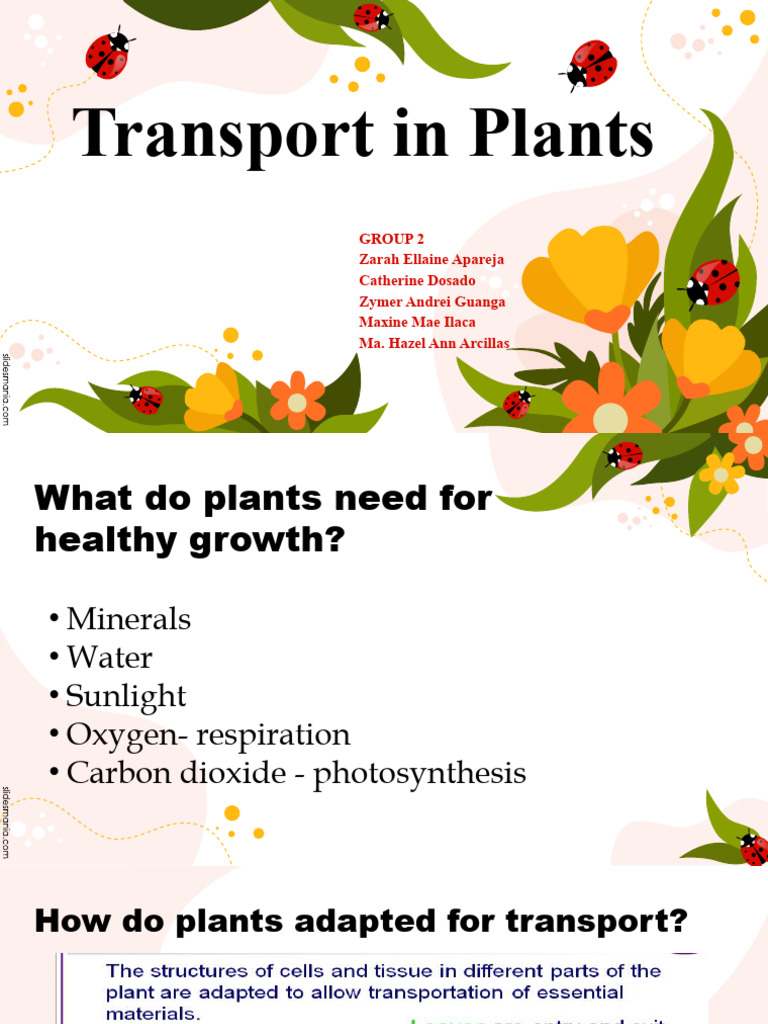 Transport in Plants | PDF | Plants | Plant Morphology