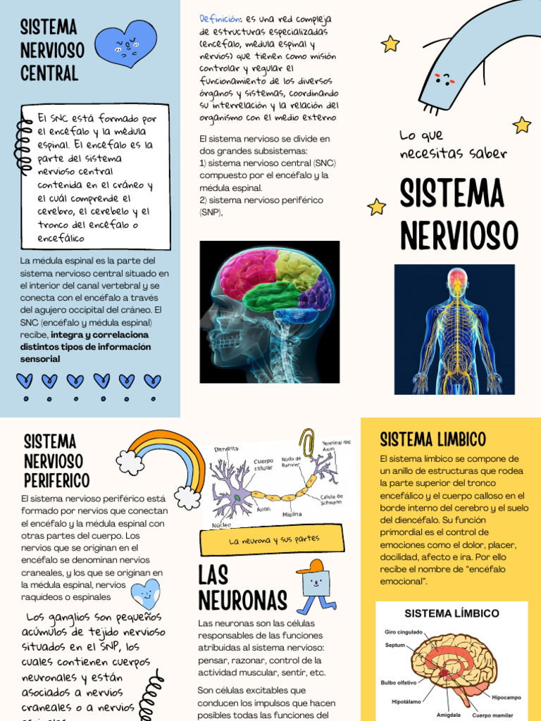 Triptico de Sistema Nervioso | PDF | Sistema nervioso | Cerebro