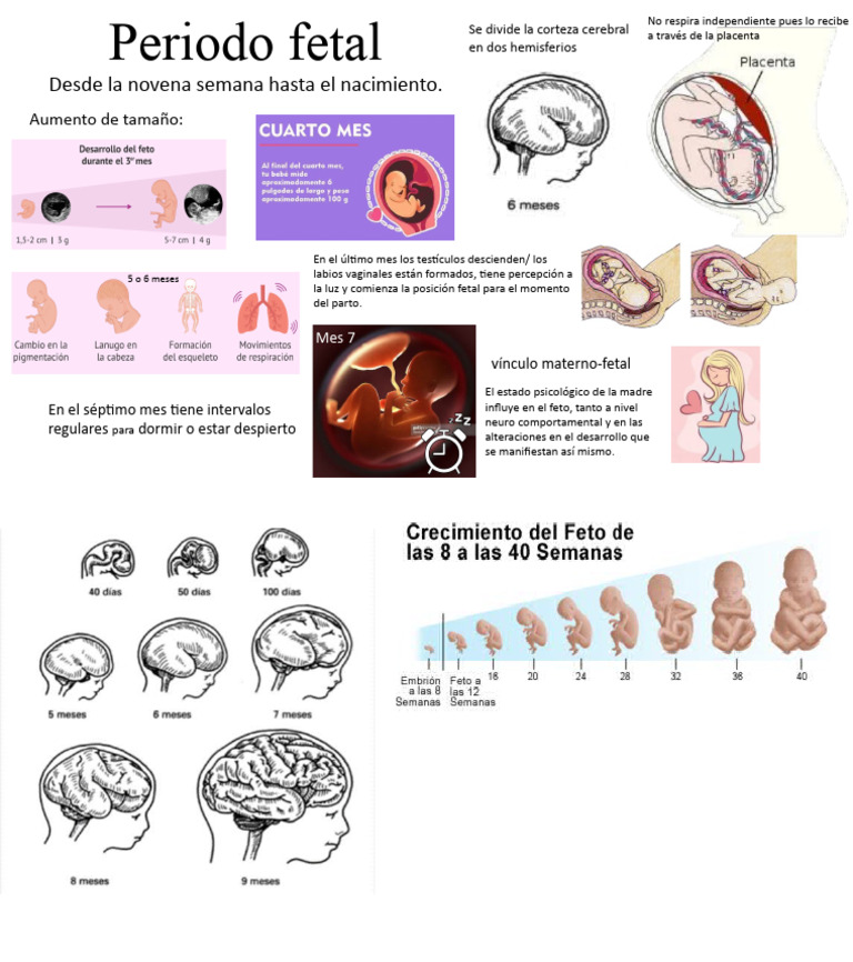 Desarrollo Fetal: Semana 9 al Nacimiento | PDF
