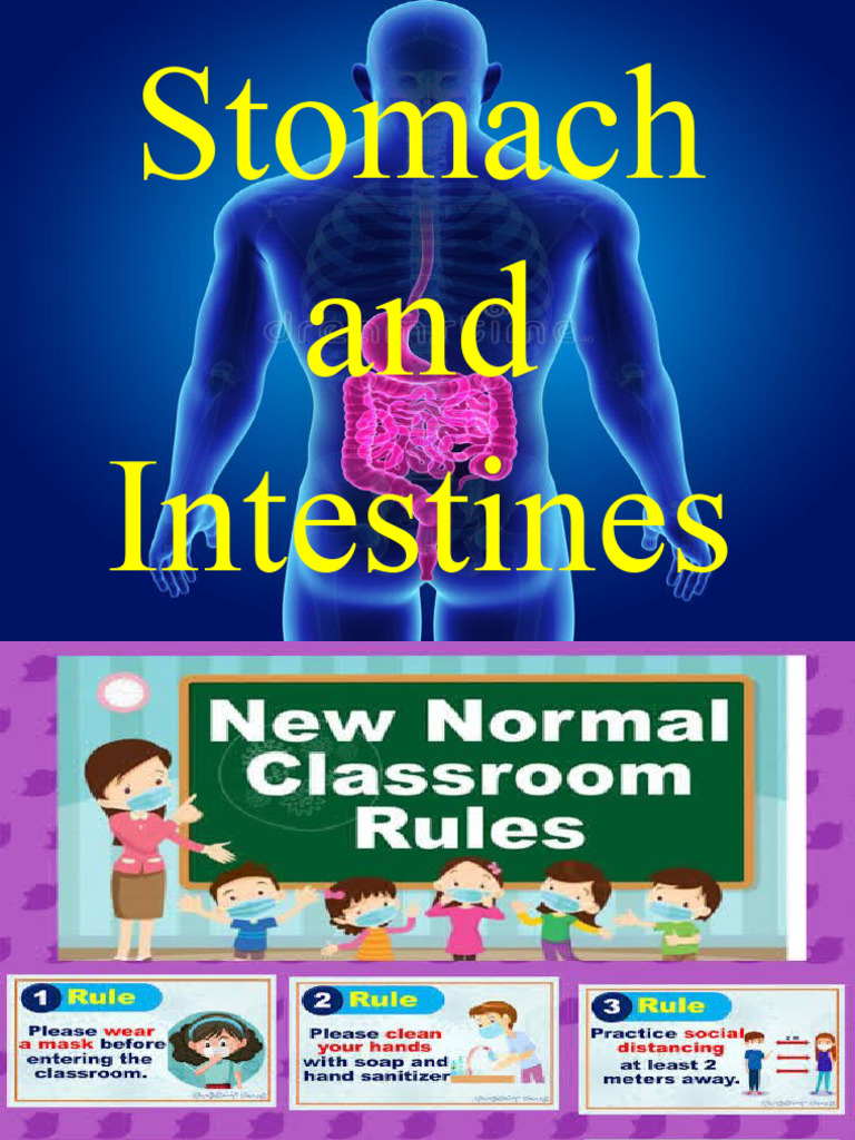 Stomach and Intestine | Download Free PDF | Digestion | Stomach
