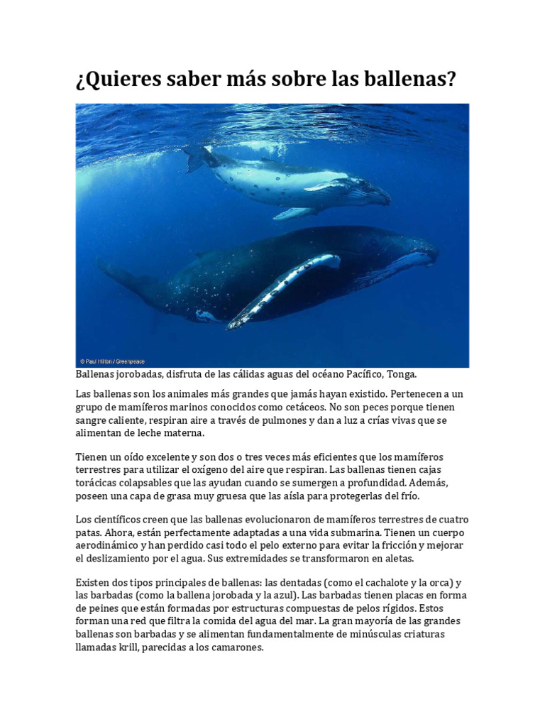 Quieres Saber Más Sobre Las Ballenas | PDF | Ballenero | Cetacea