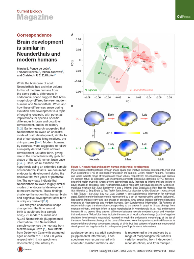 Brain Development Similar in Neanderthals and Modern Humans 2016 58c ...