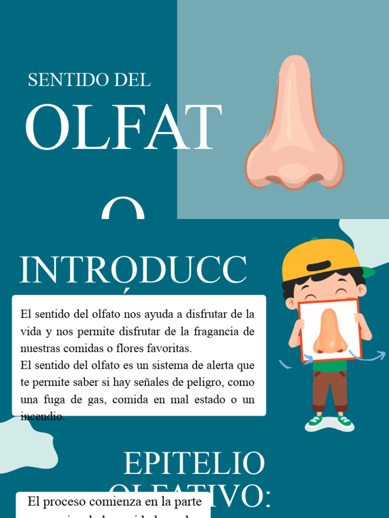 Fun and Colorful Parts of The Nose Science Presentation | PDF | Olor ...