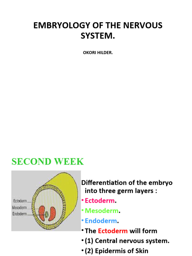 1 Development of the Nervous System | PDF