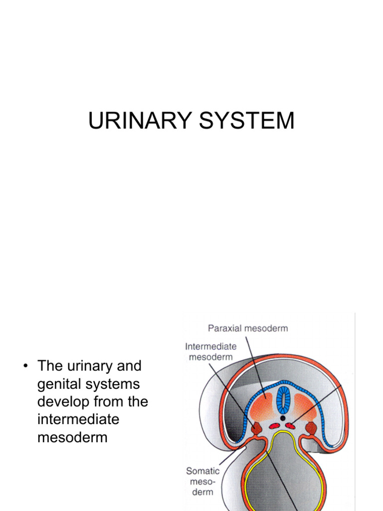 Development of Urinary System | PDF | Kidney | Abdomen