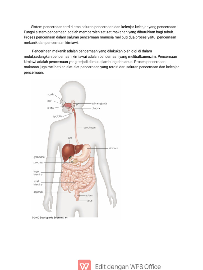 Struktur dan Fungsi Saluran Pencernaan | PDF