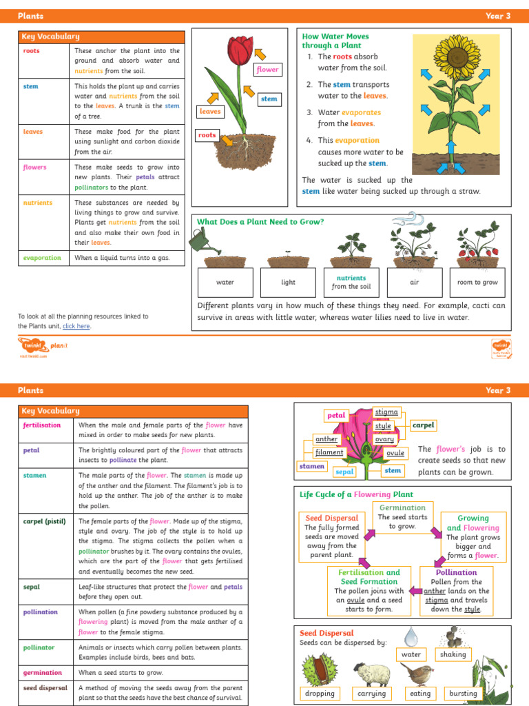 T SC 2549815 Science Knowledge Organiser Plants Year 3 Ver 8 | PDF ...
