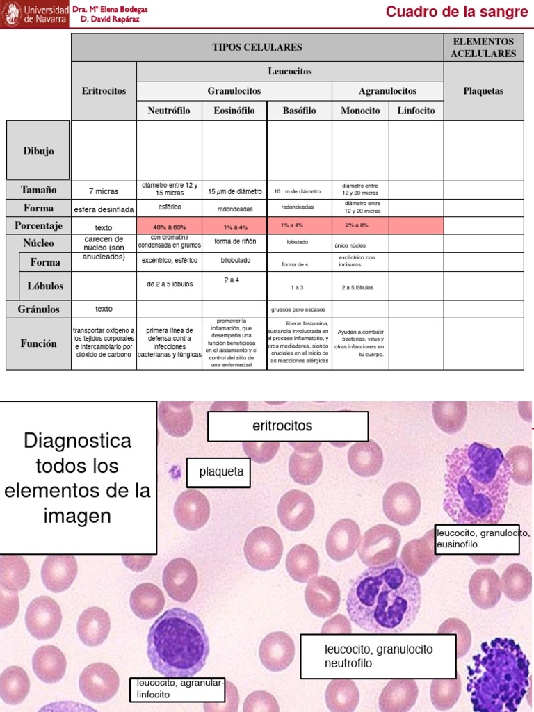 Sangre (Ejercicios) - 2 | PDF | Leucocito | Sangre