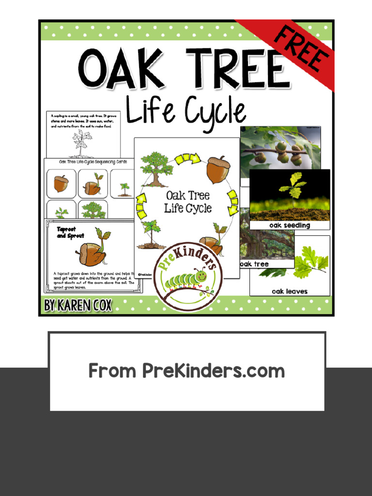 Oak Tree Life Cycle Free | PDF | Acorn | Trees