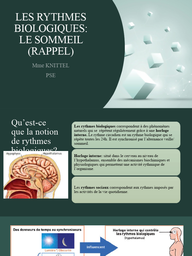Le Sommeil | PDF | Sommeil | Sommeil paradoxal