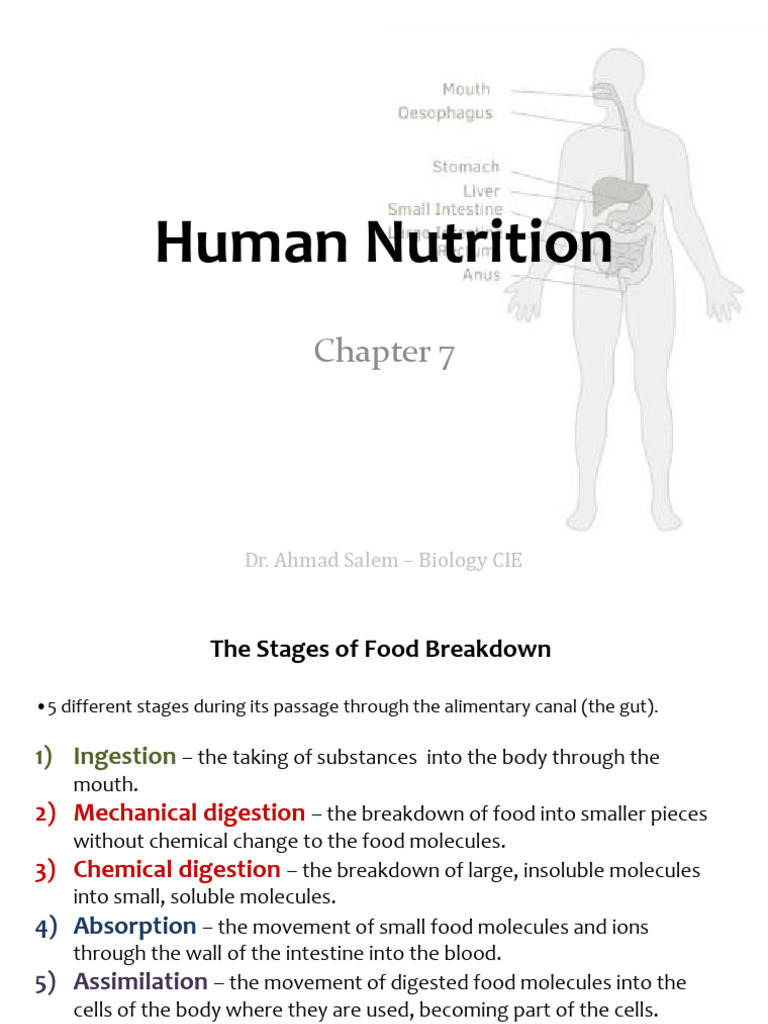 Human Nutrition Lesson Summary | Download Free PDF | Stomach | Digestion