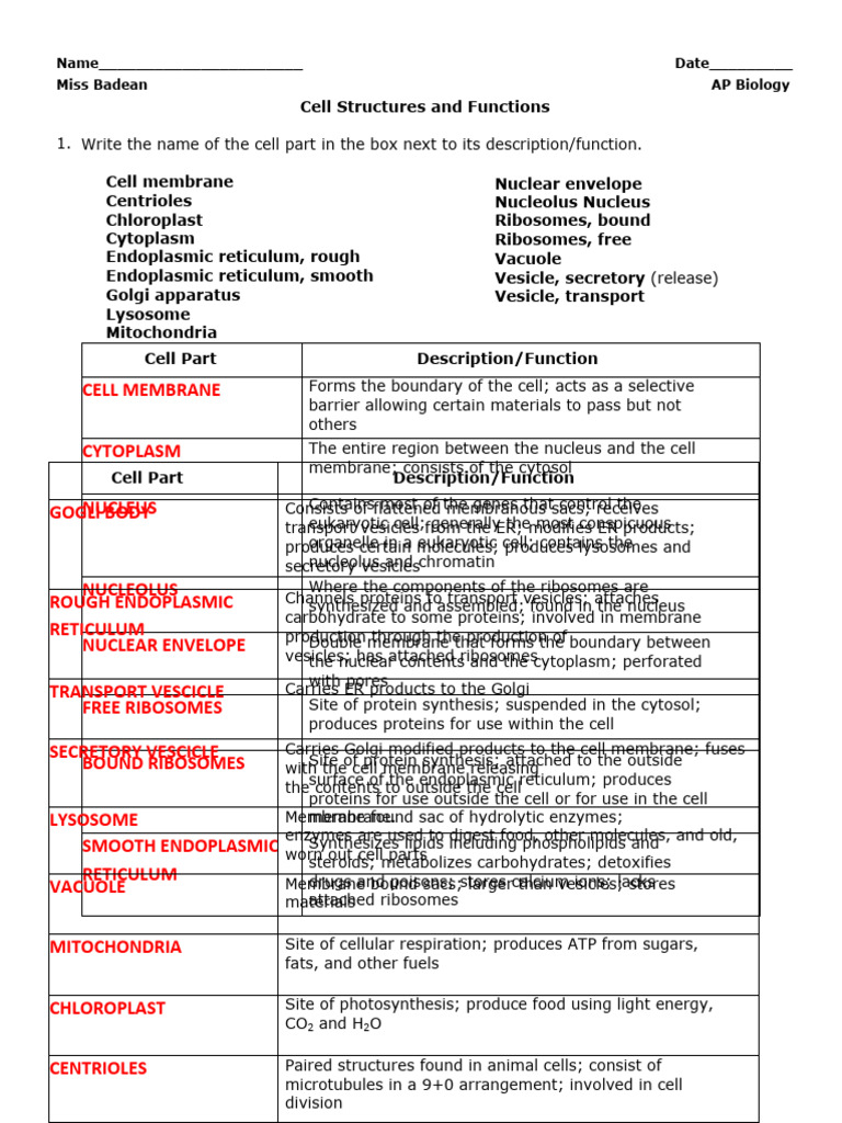 Cell Structures and Functions Review ANSWER KEY | PDF | Endoplasmic ...