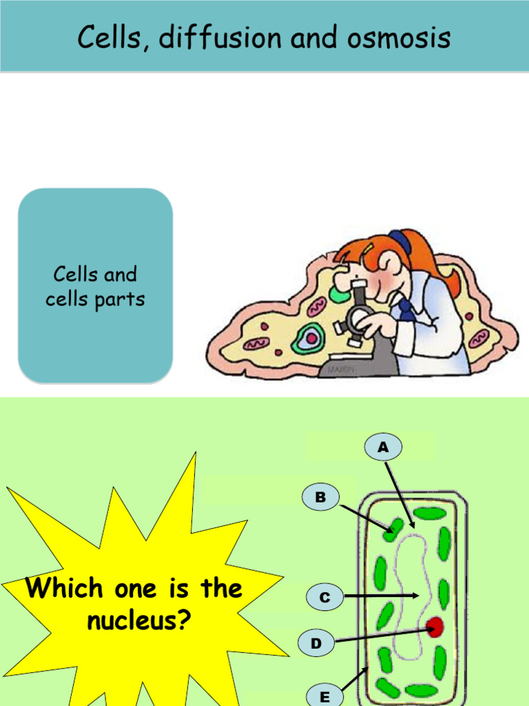 Cell, Diffusion and Osmosis | PDF | Osmosis | Cell (Biology)