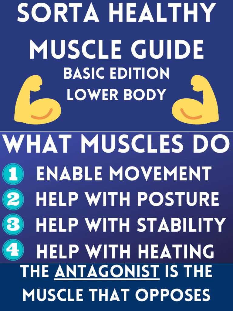 Lower Body Anatomy | PDF