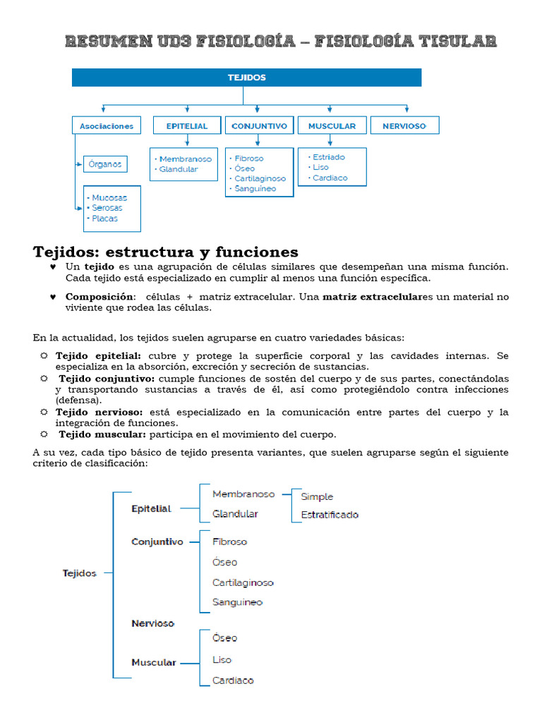 Fisio Ud3 Resumen | PDF | Epitelio | Hueso