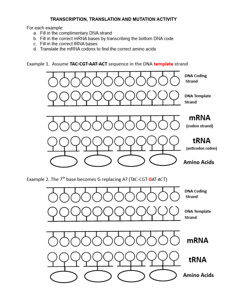 Activity 1. Transcription, Translation and Mutation | PDF | Genetic ...